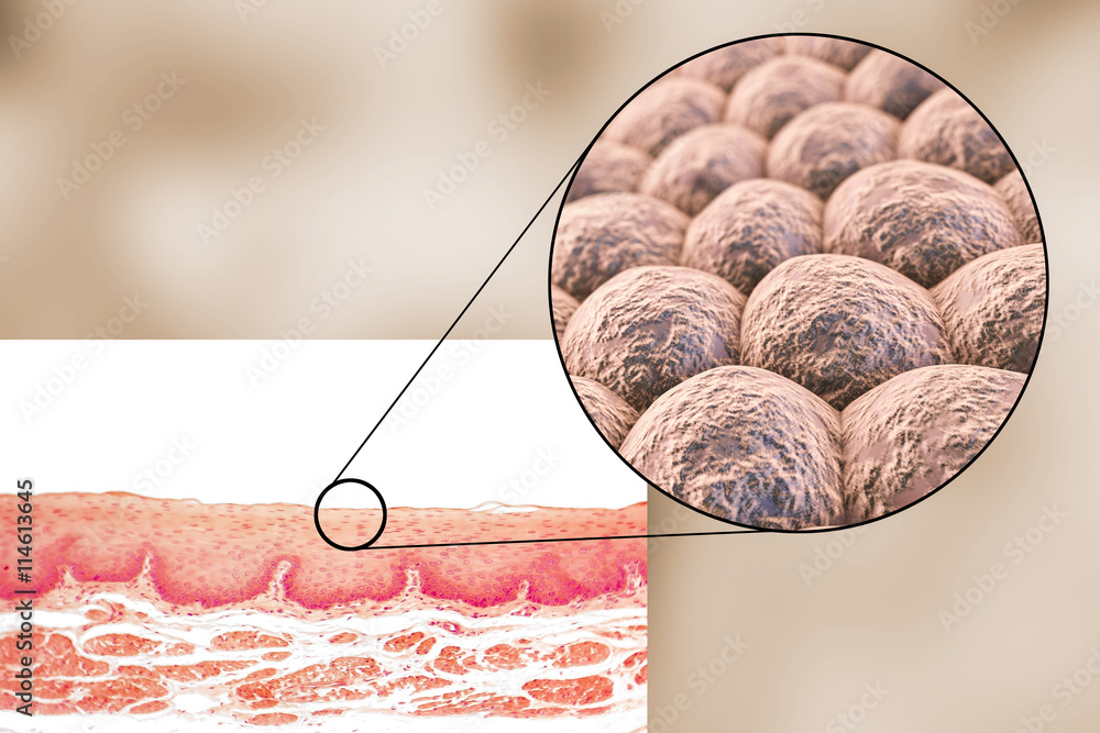 Layer of cells, light micrograph and 3D illustration. Non-keratinized ...