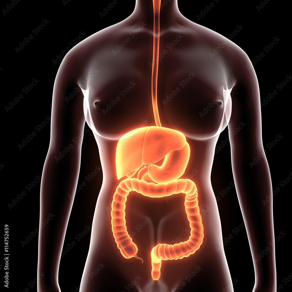 3D Female Digestive System (Lungs, Liver, Large and Small Intestine ...