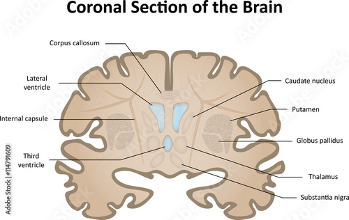Coronal Brain Slice Stock Illustration | Adobe Stock Coronal Brain Slice Stock Illustration | Adobe Stock