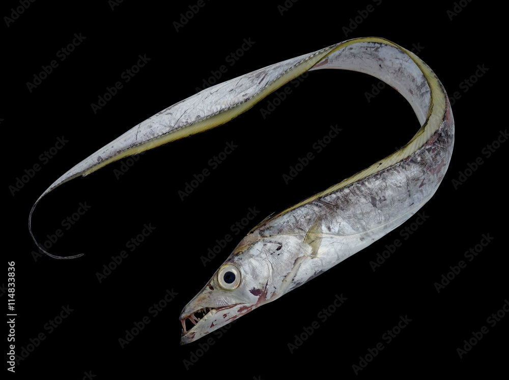 Saltwater hunter fish on black background,cutlassfish,Largehead ...
