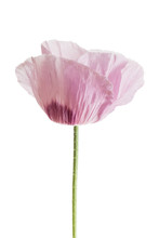 Flower, Poppy, Seed, Opium Free Stock Photo - Public Domain Pictures