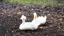 White Crested Duck Close-up Free Stock Photo - Public Domain Pictures