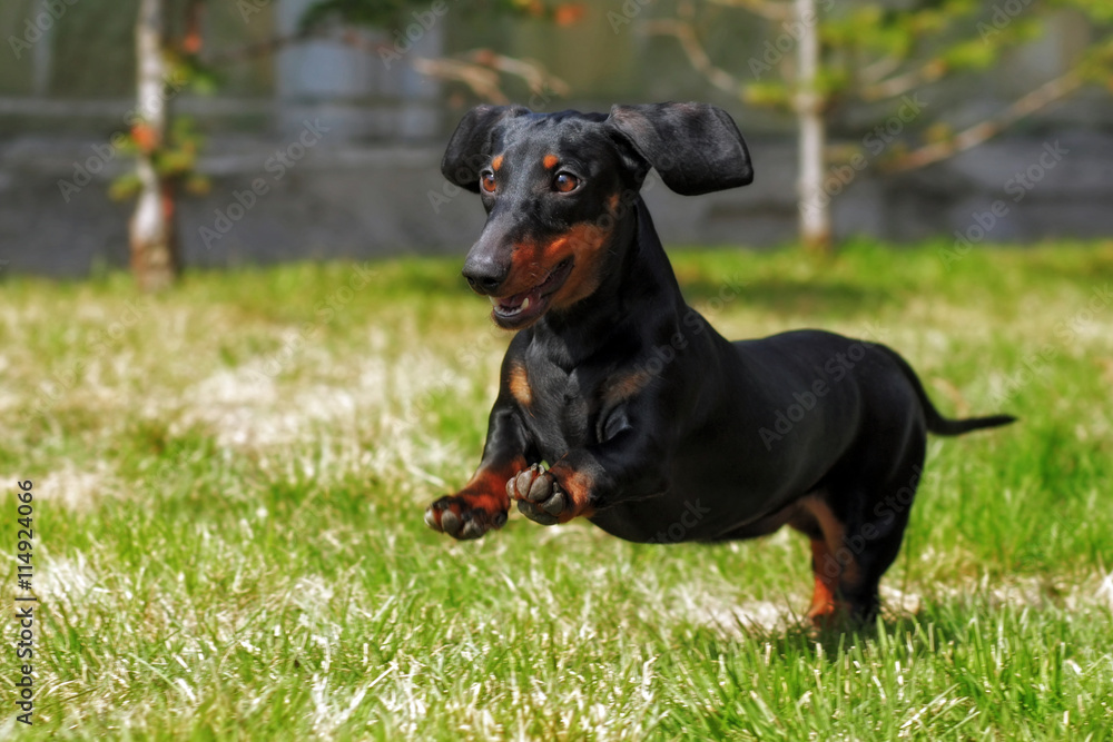 happy dog German haired dwarf Dachshund playing in the back yard Stock ...
