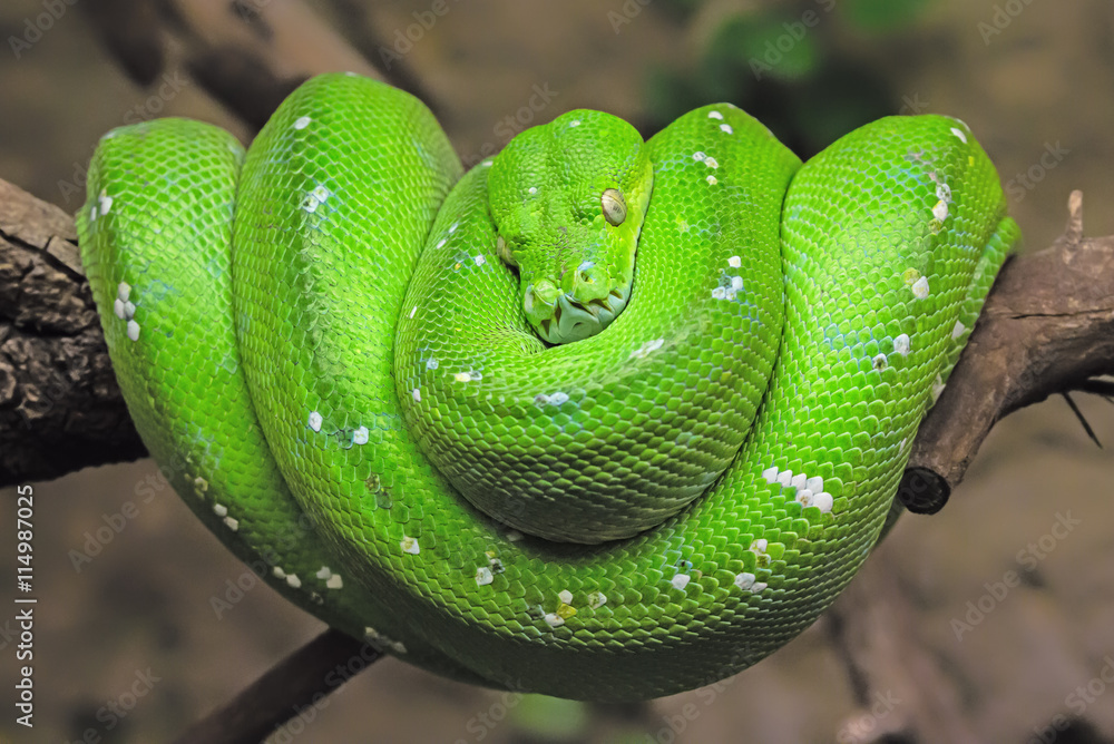 Foto de Stock Green tree python (Morelia viridis) | Adobe Stock