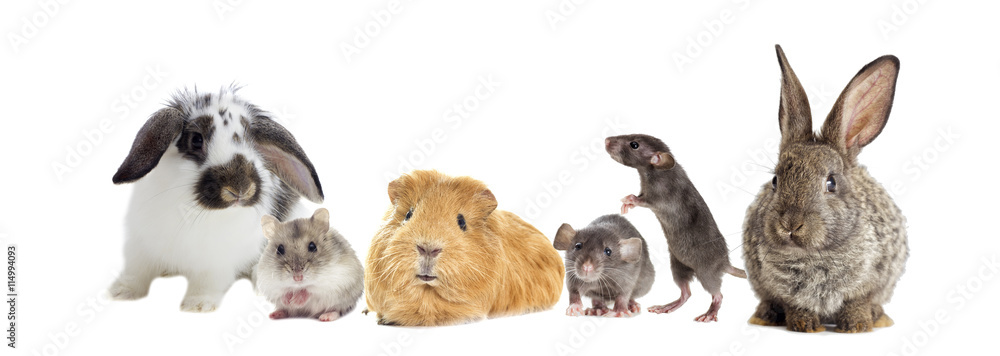 rodents set Stock Photo | Adobe Stock