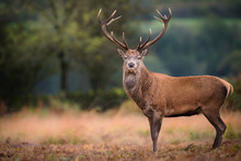 Deer Free Stock Photo - Public Domain Pictures