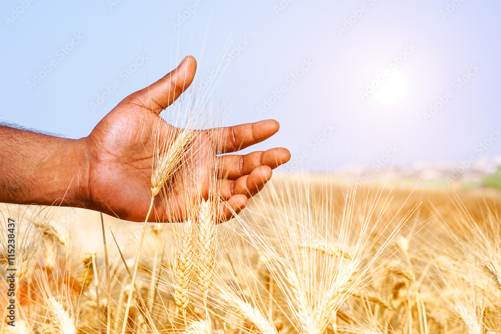 African man hand holding wheat ear in sunny field - Black male walking ...