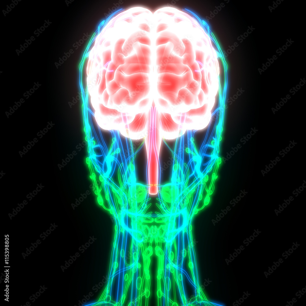 Human Brain with Nerves, Lymph nodes, Veins and Arteries Anatomy Stock ...