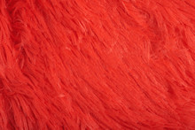 Red Fur Free Stock Photo - Public Domain Pictures