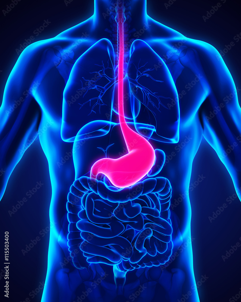 Human Stomach Anatomy Stock Illustration | Adobe Stock