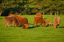 Herd Of Highland Cattle Free Stock Photo - Public Domain Pictures