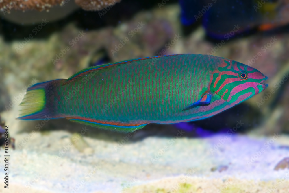 The moon wrasse (Thalassoma lunare) is a species of wrasse native to ...