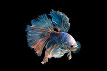 Beta Fish Free Stock Photo - Public Domain Pictures