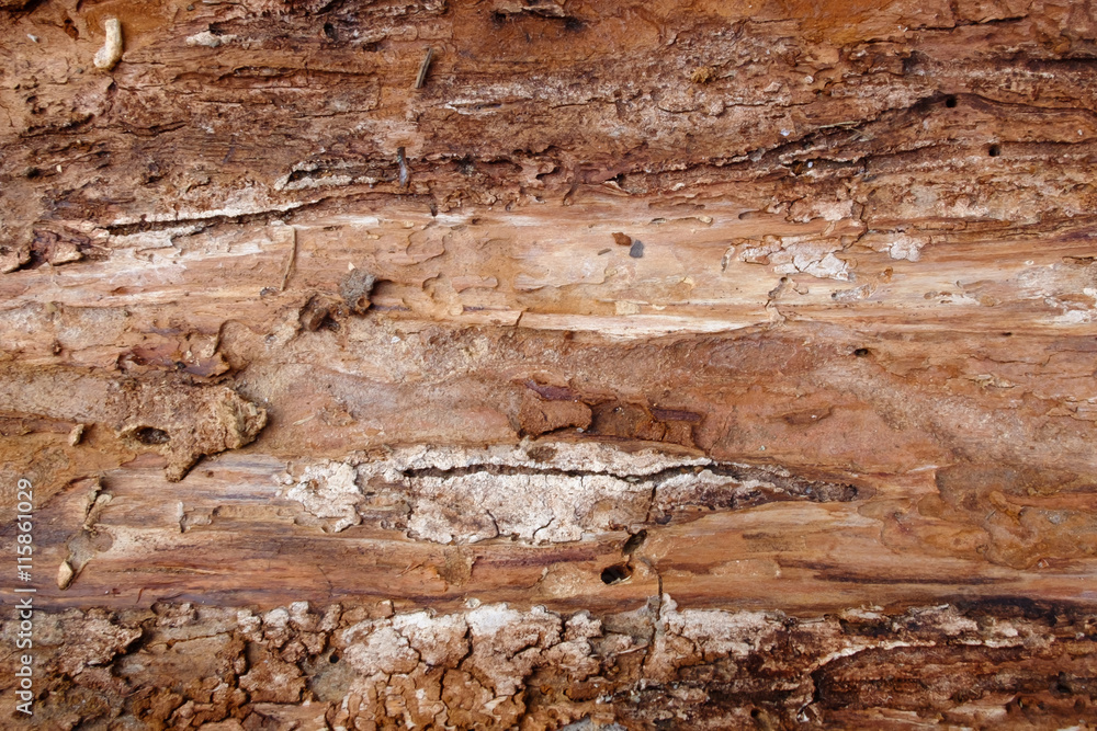 Texture of the tree bark on the reverse side. The background of natural ...