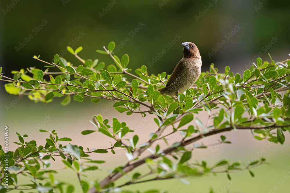 Scaly-breasted Munia bird in brown color with marking on breast and ...