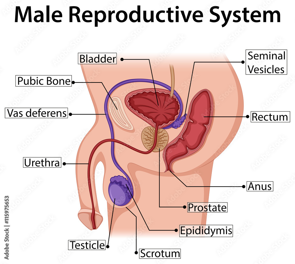 Diagram showing male reproductive system Stock Vector | Adobe Stock Diagram showing male reproductive system Stock Vector | Adobe Stock