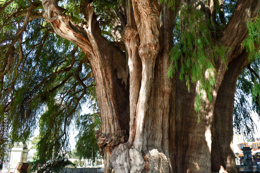 Arbol del Tule - one of the biggest trees on Earth, in Chiapas, Mexico ...