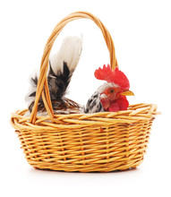 Rooster In A Basket Free Stock Photo - Public Domain Pictures