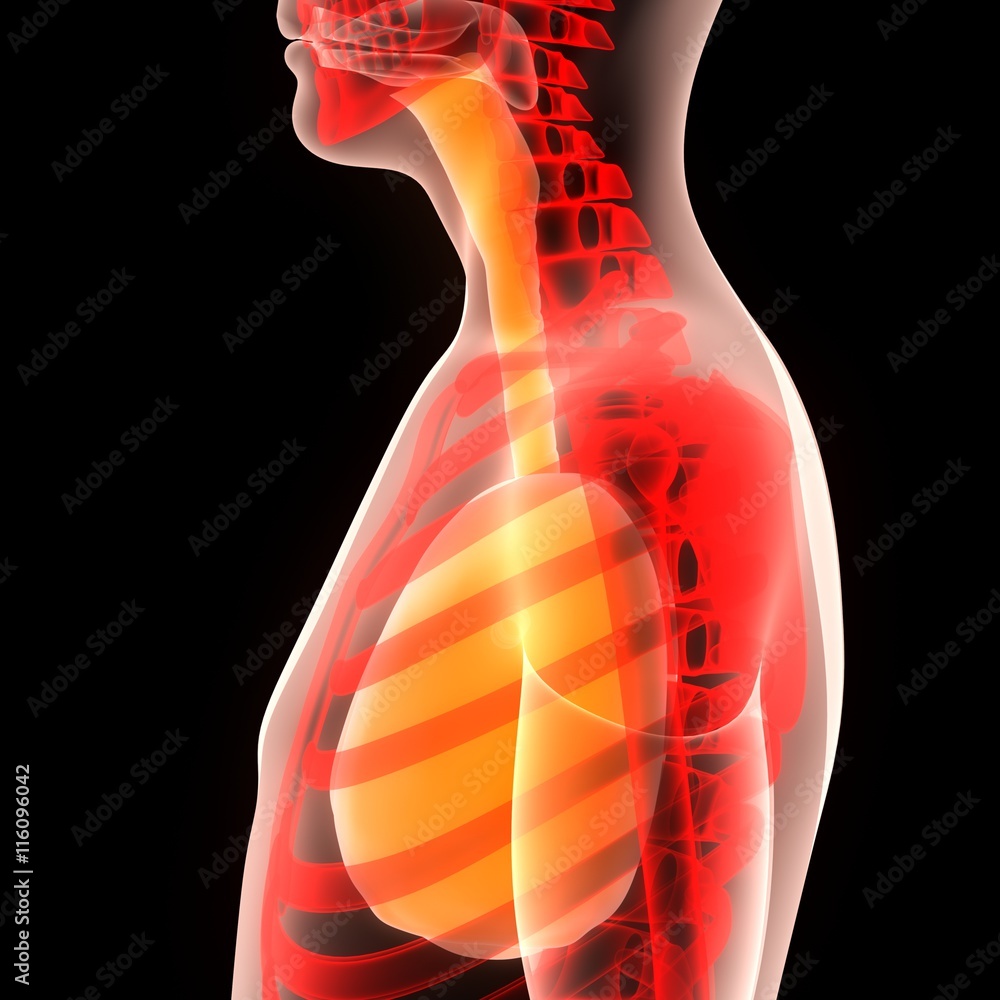 Human Body Organs (Lungs Anatomy) Stock Illustration | Adobe Stock