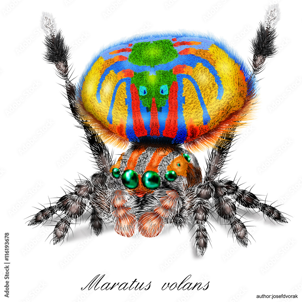Ilustración de Stock Peacock Spider Maratus Volans | Adobe Stock