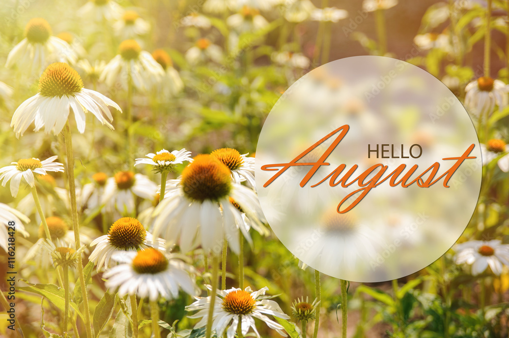 Hello August wallpaper, summer garden background with big flowers in ...