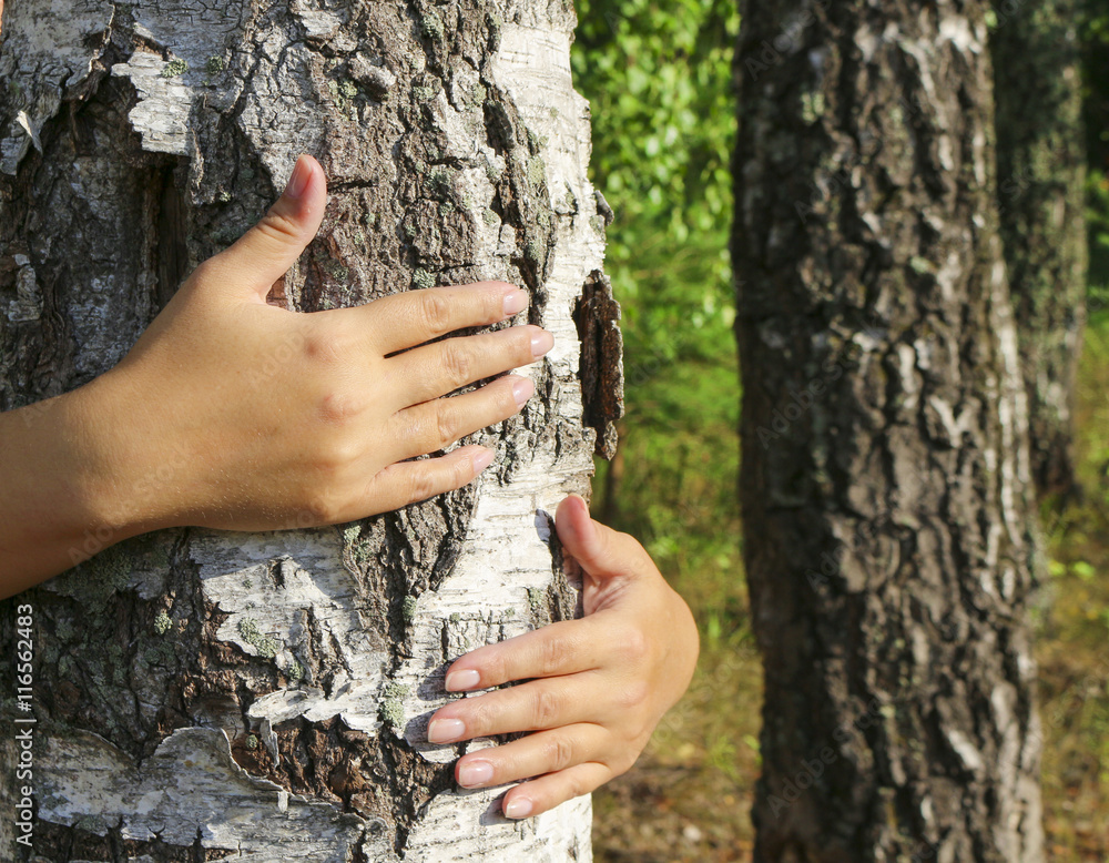 The girl hands hugging a tree trunk. To hold the birch. The concept of ...