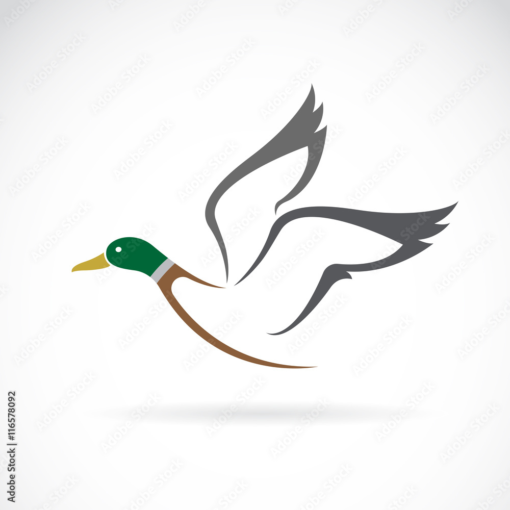 Vector of flying wild duck design on white background. Birds. Animals ...