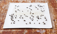 Sticky Fly Paper Free Stock Photo - Public Domain Pictures