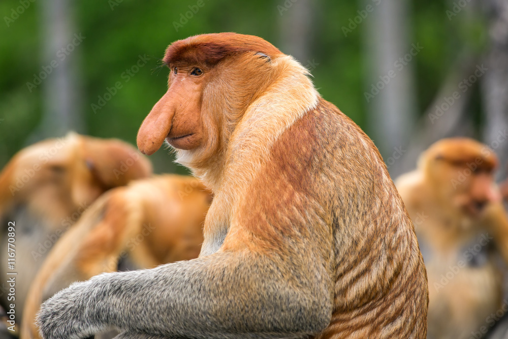 Proboscis Monkey (Nasalis larvatus) endemic of Borneo. Male portrait ...