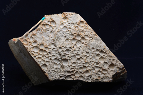 remarkable fossil of raindrop impressions from Queensland, Australia ...