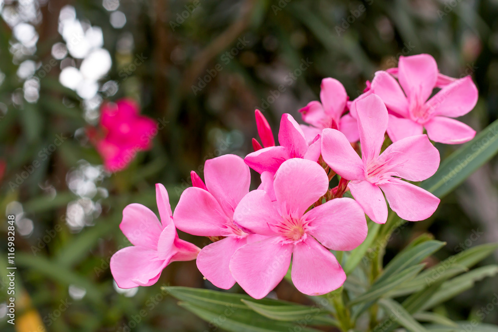 Pink oleander, Rose bay flower with leave. (Nerium oleander L.) Stock ...