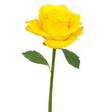 Roses Free Stock Photo - Public Domain Pictures