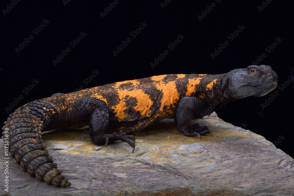 South Saharan spiny-tailed lizard (Uromastyx flavifasciata), Mauretania ...