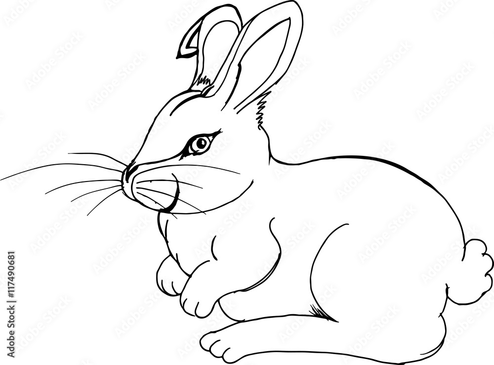 cottontail rabbit illustration, hand drawn pencil sketch isolated on ...