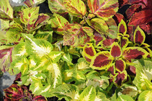 Henna Coleus Free Stock Photo - Public Domain Pictures