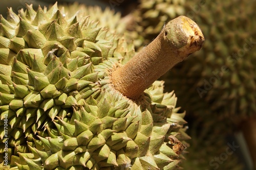Close up of the spiky durian fruit, shallow depth of field Stock Photo ...