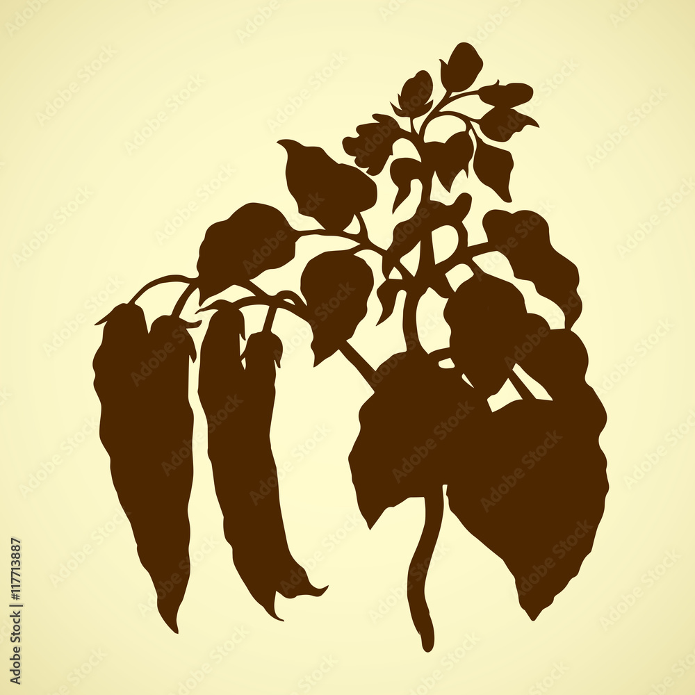 Branches beans. Vector drawing Stock Vector | Adobe Stock