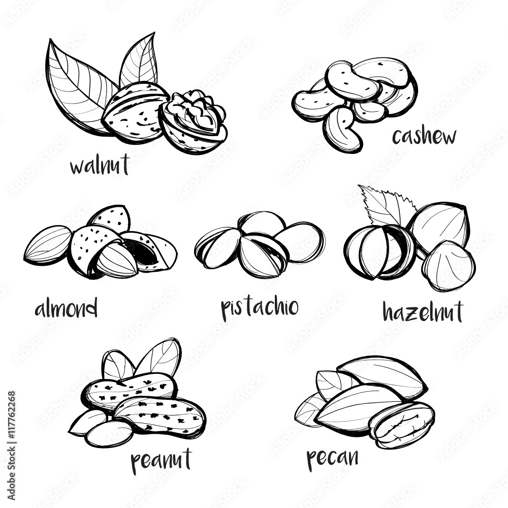 Set of hand drawn nuts, vector illustration Stock Vector | Adobe Stock