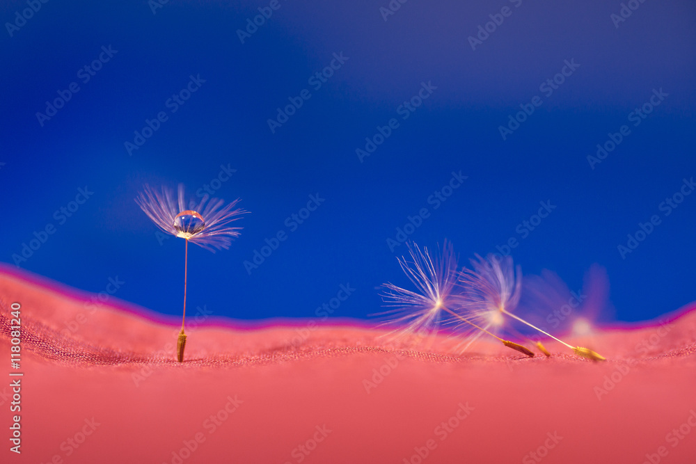 Samen einer Pusteblume mit einem Wassertropfen Stock Photo | Adobe Stock