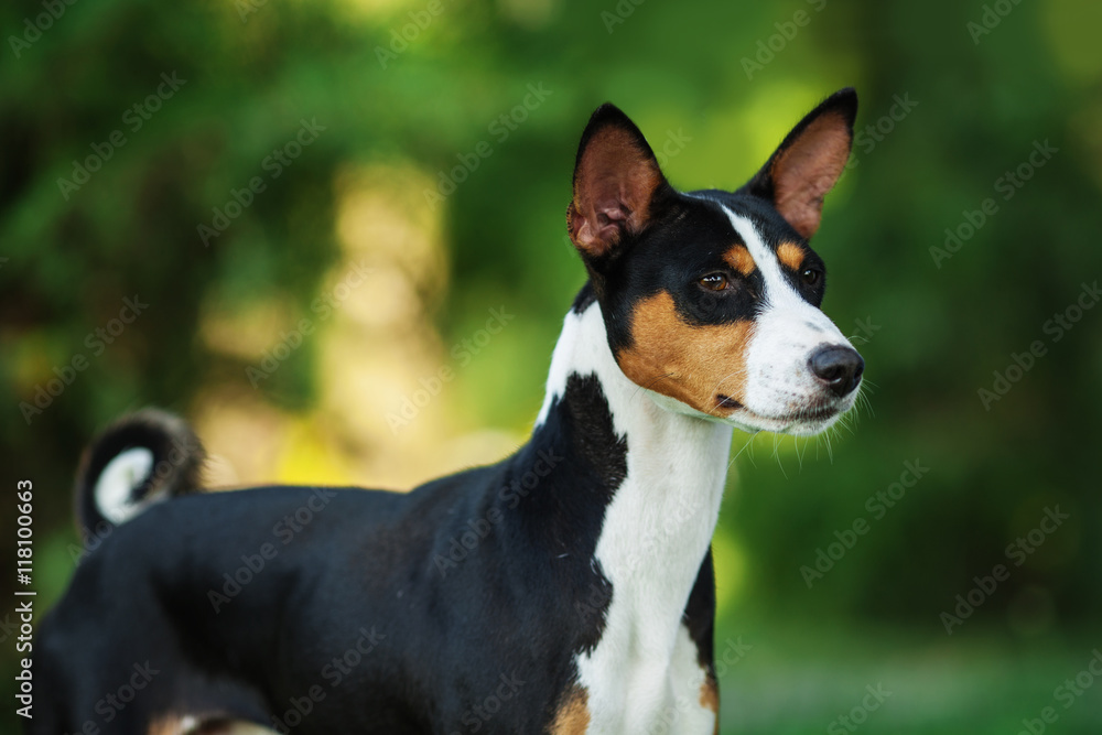 Basenji Tricolore Basenjis: A Comprehensive Breed Guide