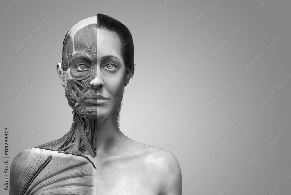 Human anatomy of a female - muscle anatomy of the face neck and chest ...