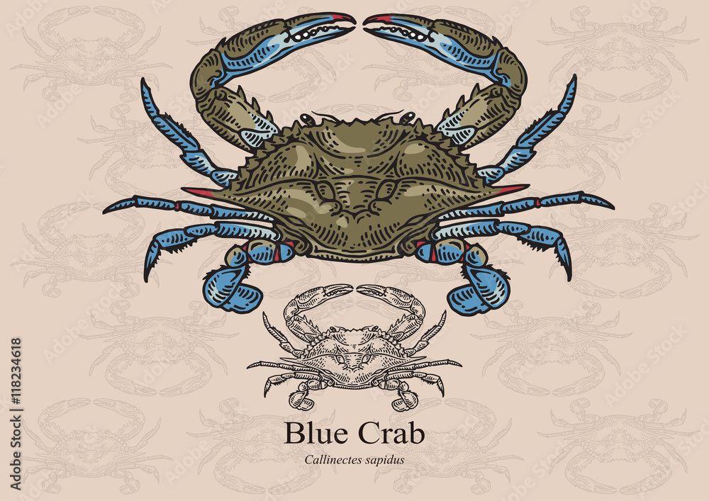 Blue crab. Vector illustration for artwork in small sizes. Suitable for ...