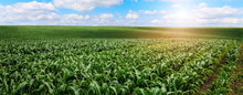 Corn Field Background Free Stock Photo - Public Domain Pictures
