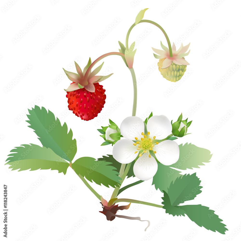 Strawberry Plant Clipart