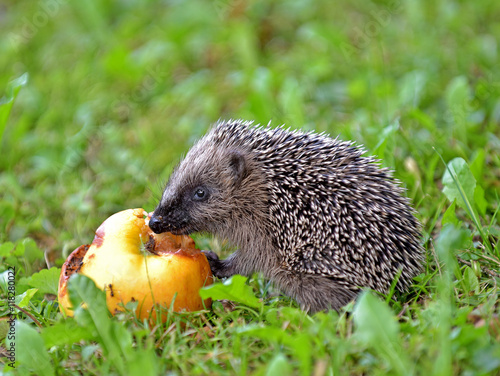 Igel frisst Apfel Stock-Foto | Adobe Stock