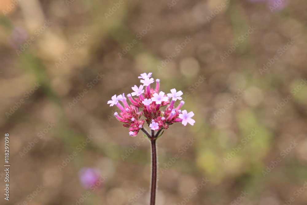"Purpletop Vervain" flowers (or Clustertop Vervain, Argentinian Vervain ...