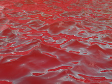 Cool Calm Red Water Background Free Stock Photo - Public Domain Pictures