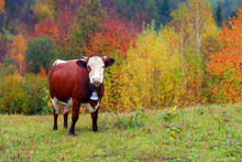 Cow In The Autumn Free Stock Photo - Public Domain Pictures