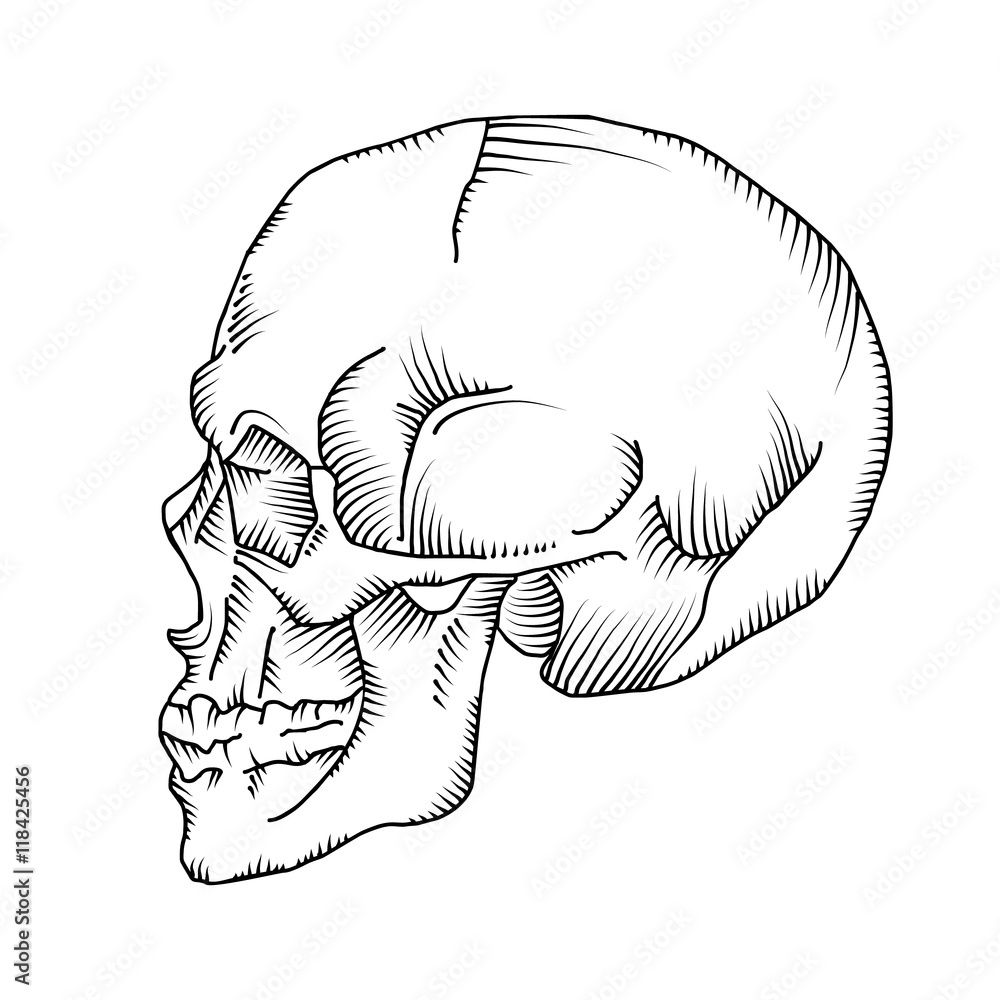 Illustration of anatomical skull Stock Vector | Adobe Stock