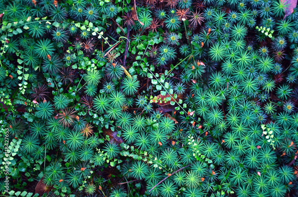 Giant moss, Dawsonia polytrichoides, and Maidenhair Fern forming a ...